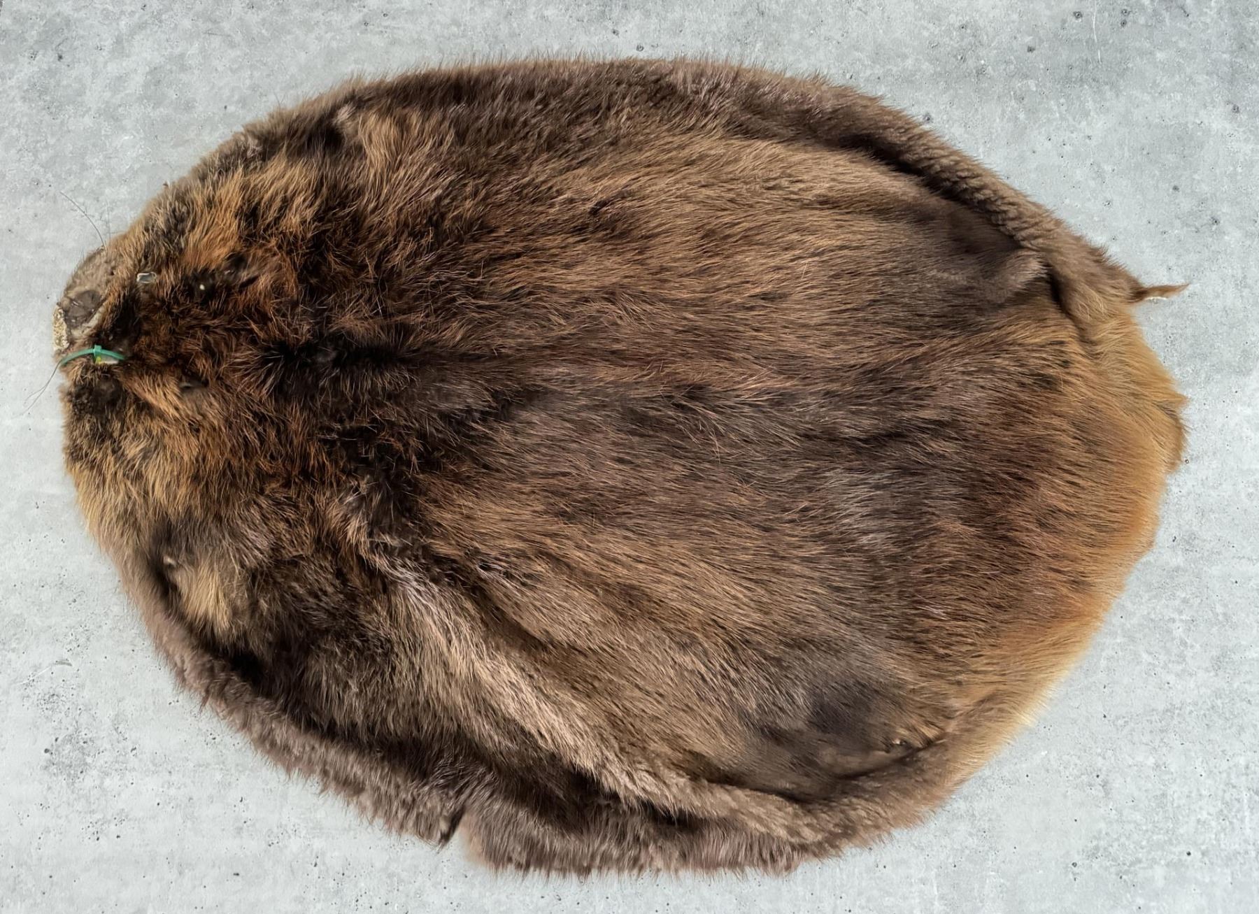 Montana Taxidermy Beaver Hide Pelt