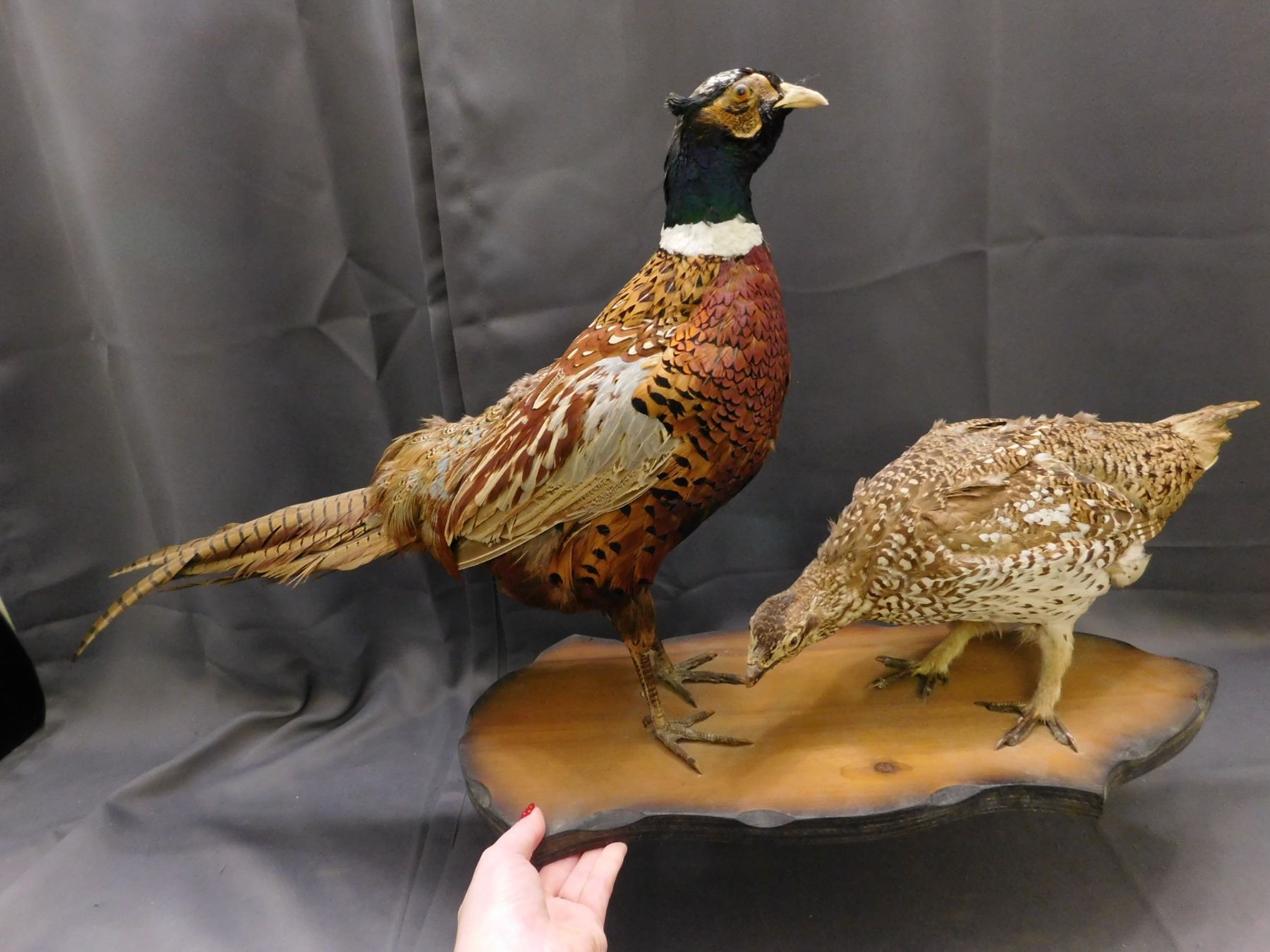 Taxidermy Mounted Pair of Pheasants Birds