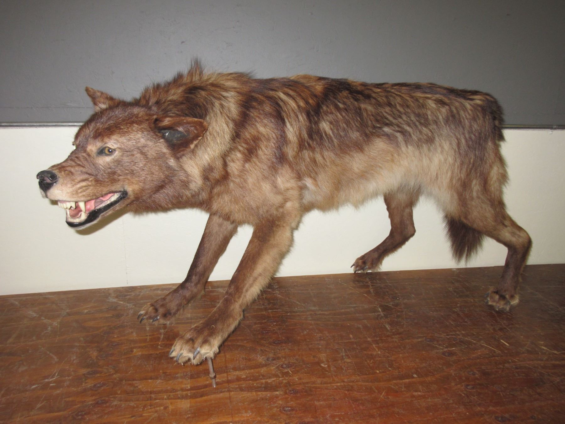 Full Body Wolf Mount- 57"X29"- Decent Condition