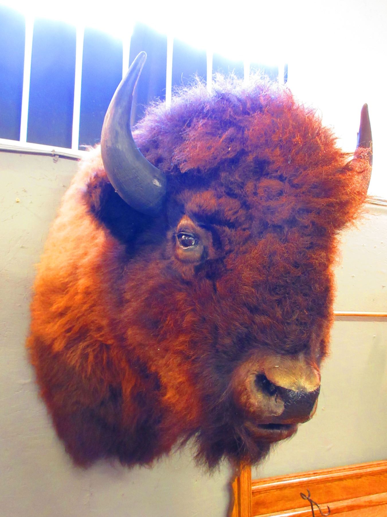 Buffalo Shoulder Mount- 21" Spread- Good Taxidermy