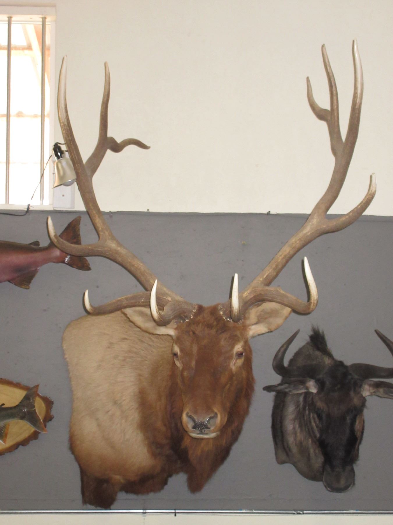 Bull Elk Shoulder Mount- 49" Antlers- 11" Bases- Scores 350- Good Taxidermy