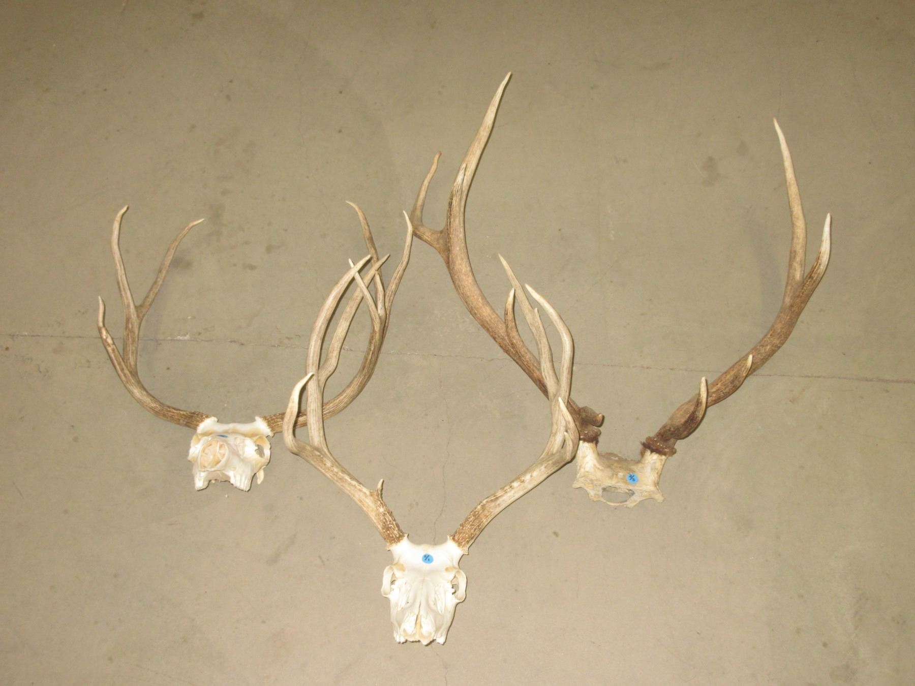 4X5 Elk Horn Mount- 3X4 Mule Deer Skull Mount- 3X3 Mule Deer Skull Mount