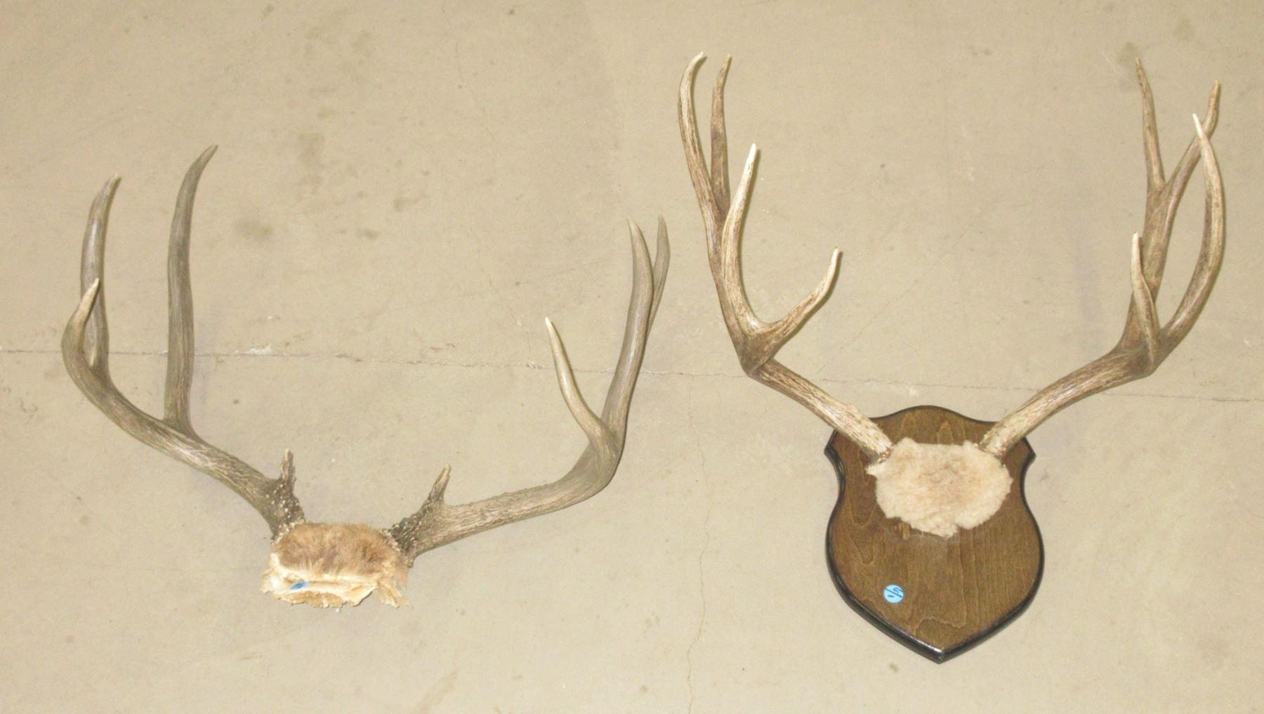 4X4 Whitetail Horn Mount- 4X4 Mule Deer Horn Mount