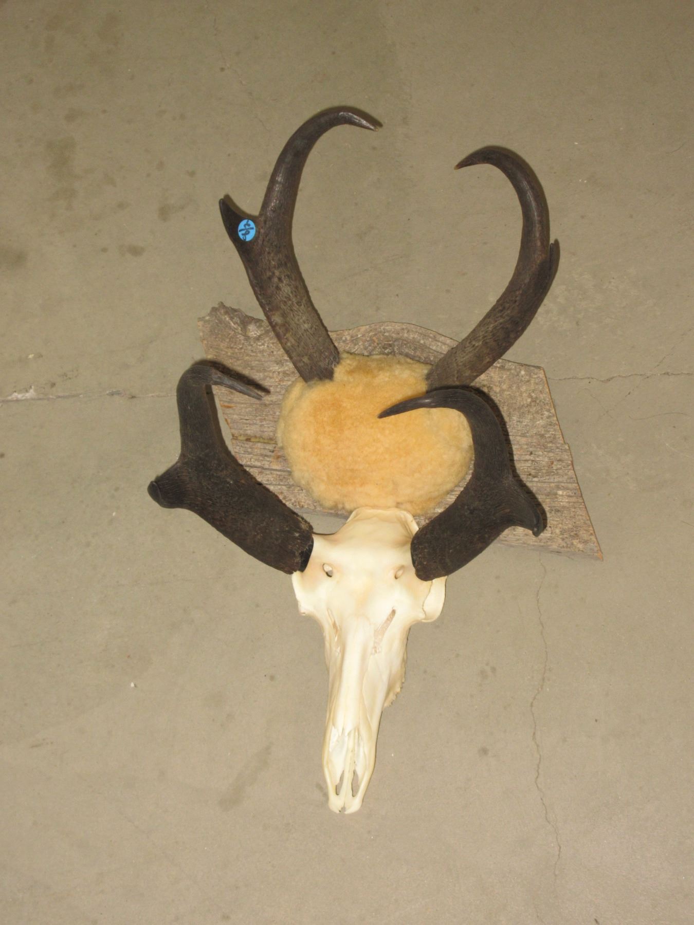 Antelope Skull Mount- 13.5"- Antelope Horn Mount On Board- 13"