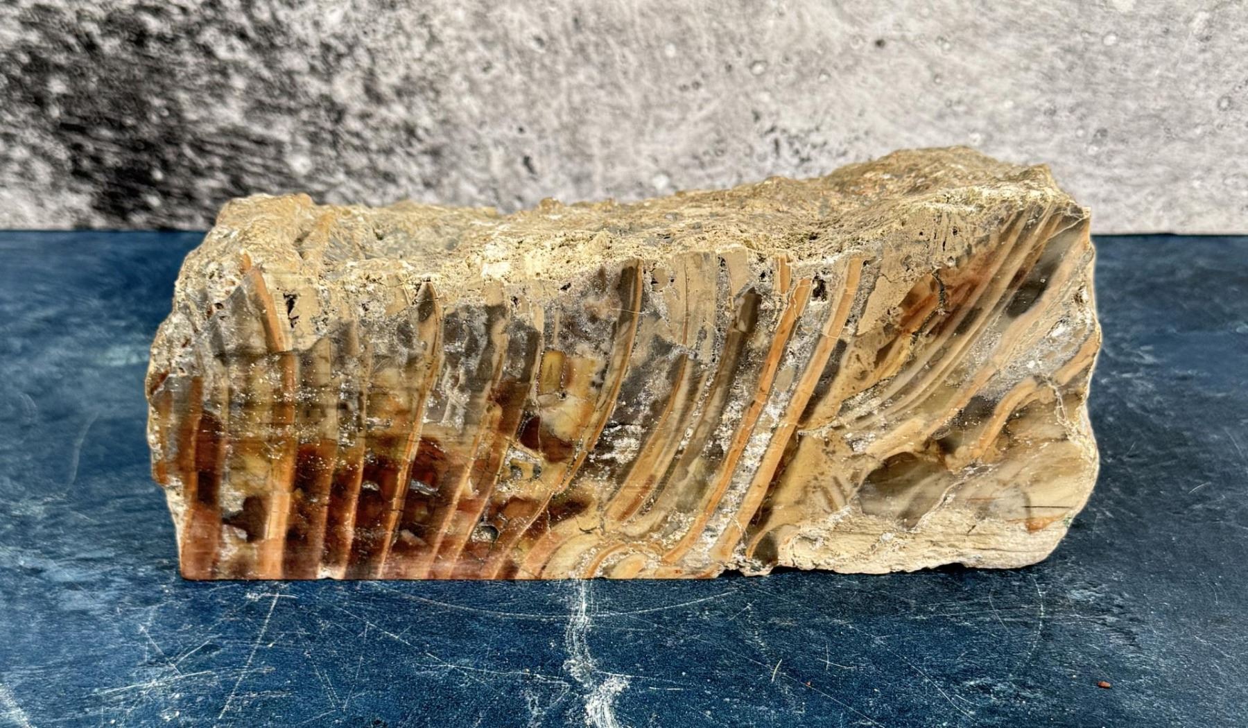 Petrified Mammoth Molar Fossil Specimen