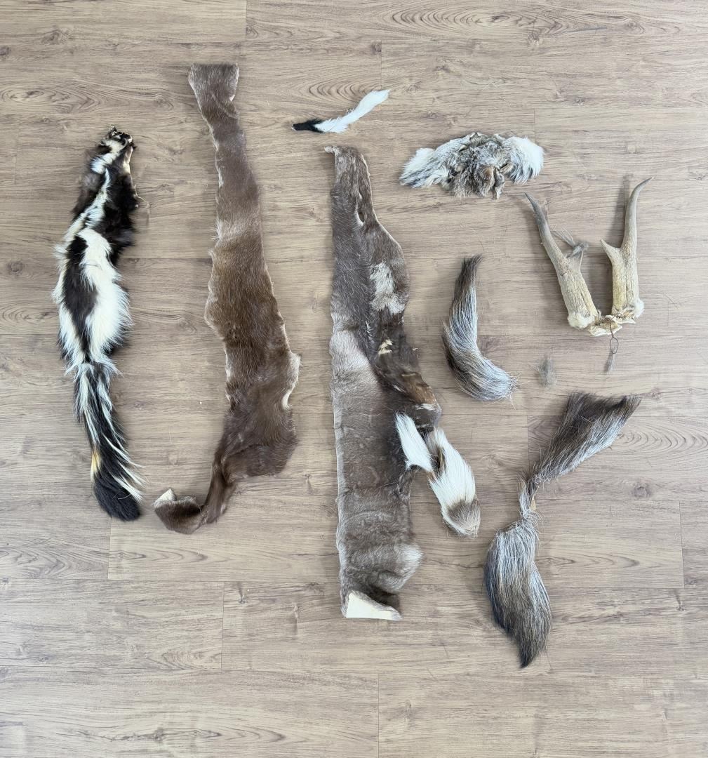 Group Of Tanned Hide Scraps & Antelope Horns