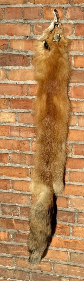 Montana Taxidermy Tanned Red Fox Hide