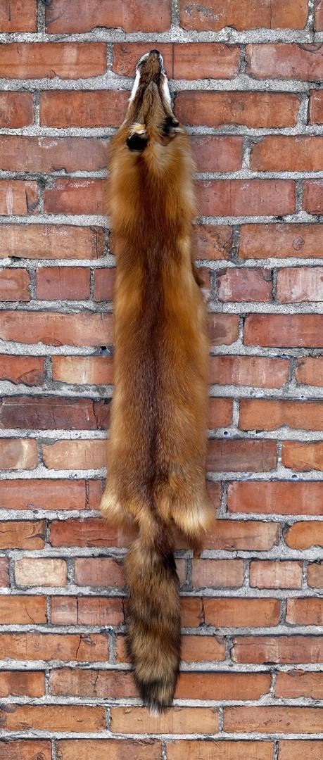 Montana Taxidermy Tanned Red Fox Hide