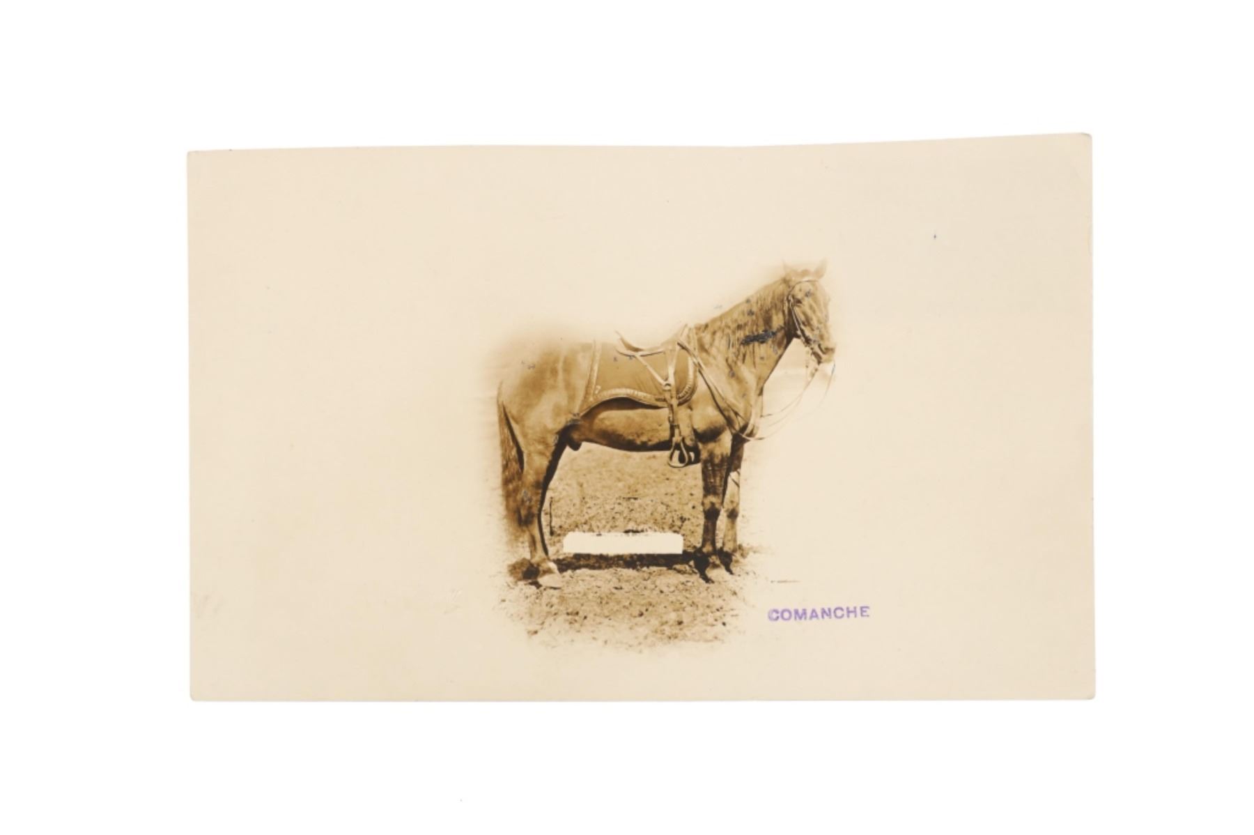 Original D. F. Barry Photograph of "Comanche"