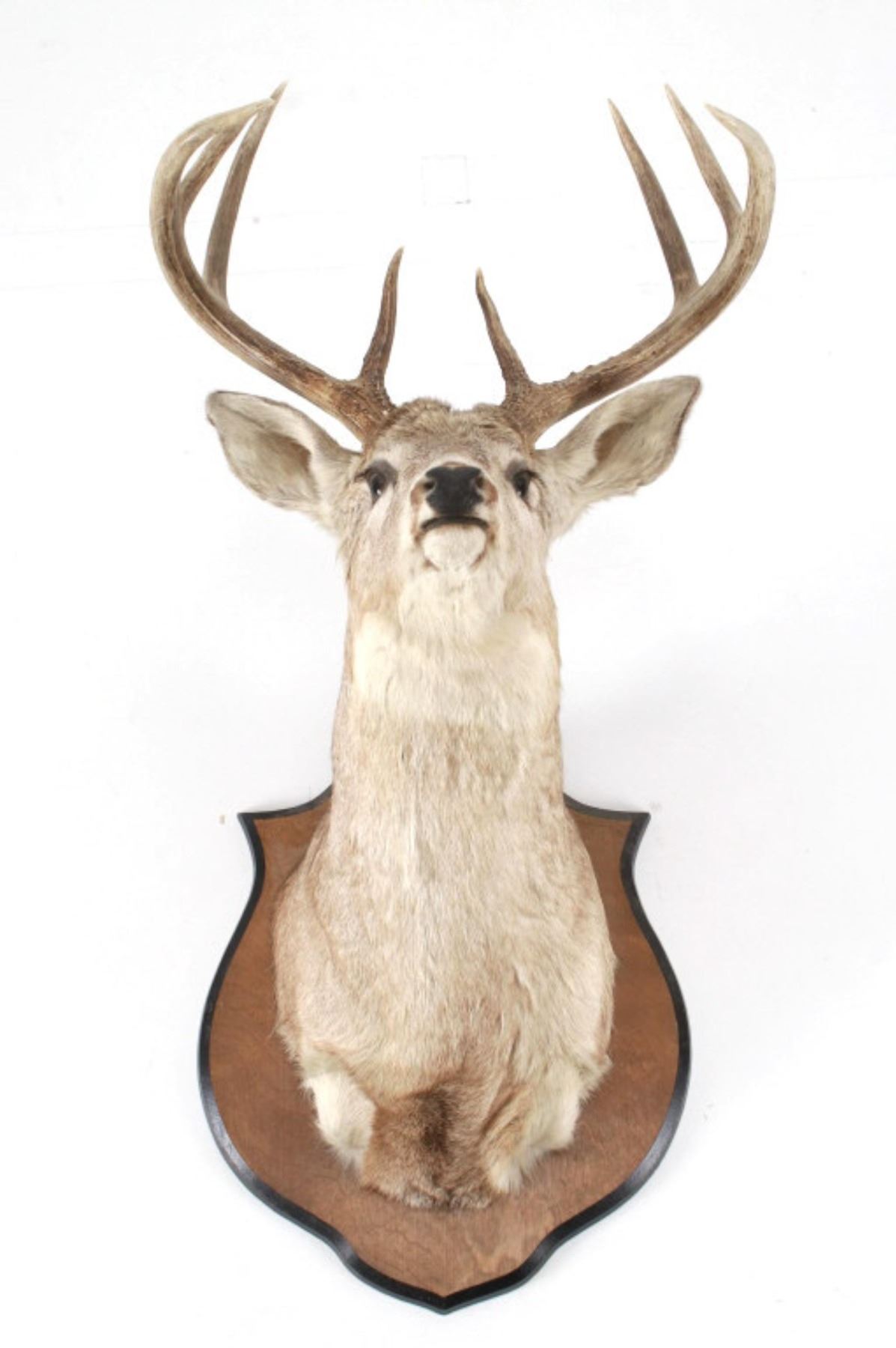 Montana 4x4 Whitetail Deer Shoulder Mount