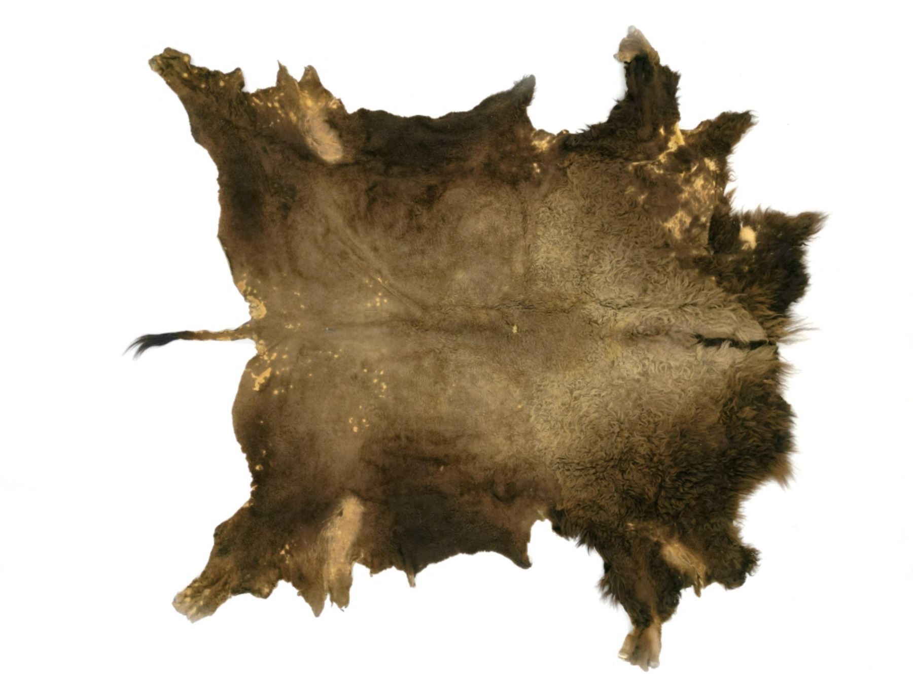 Montana Buffalo/ Bison Professional Taxidermy Hide