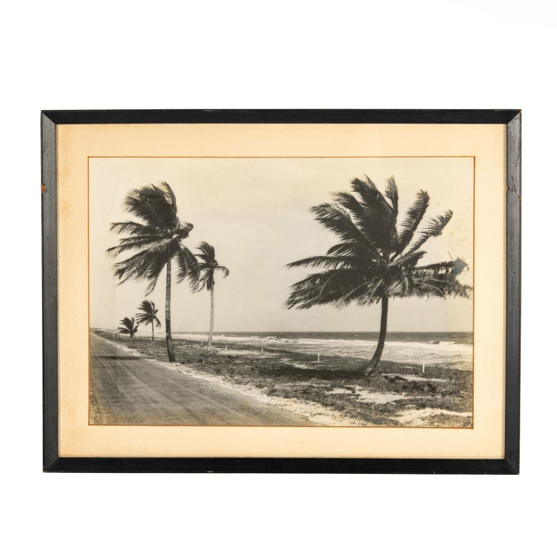 Richard B. Hoit Silver Gelatin Photograph Florida Palm Trees