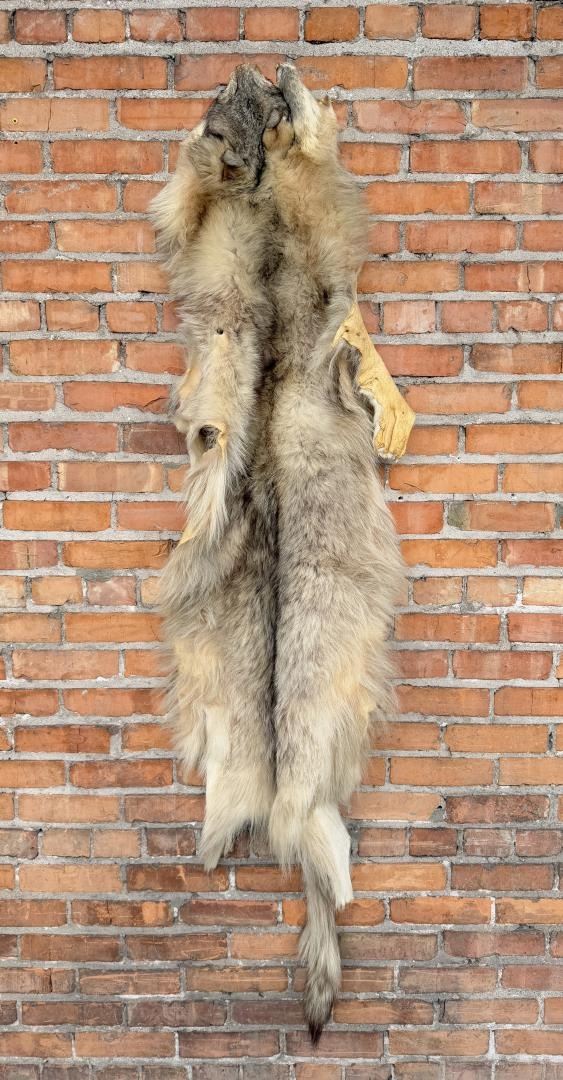 Montana Taxidermy Coyote Pelt Hide