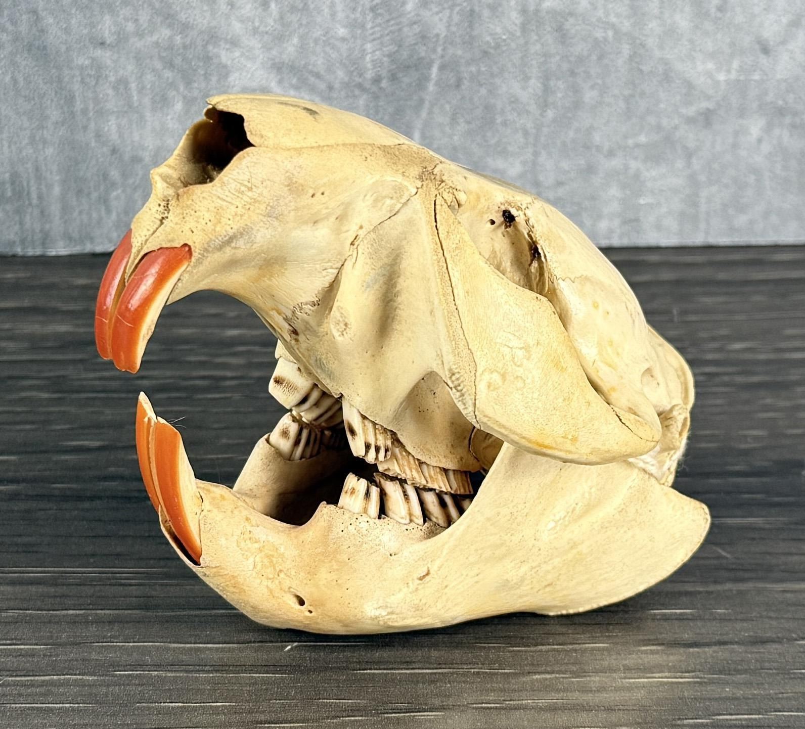 Montana Taxidermy Beaver Skull