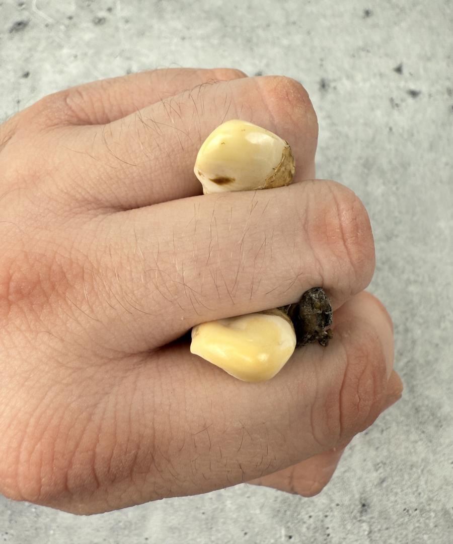 Montana Bull Elk Teeth