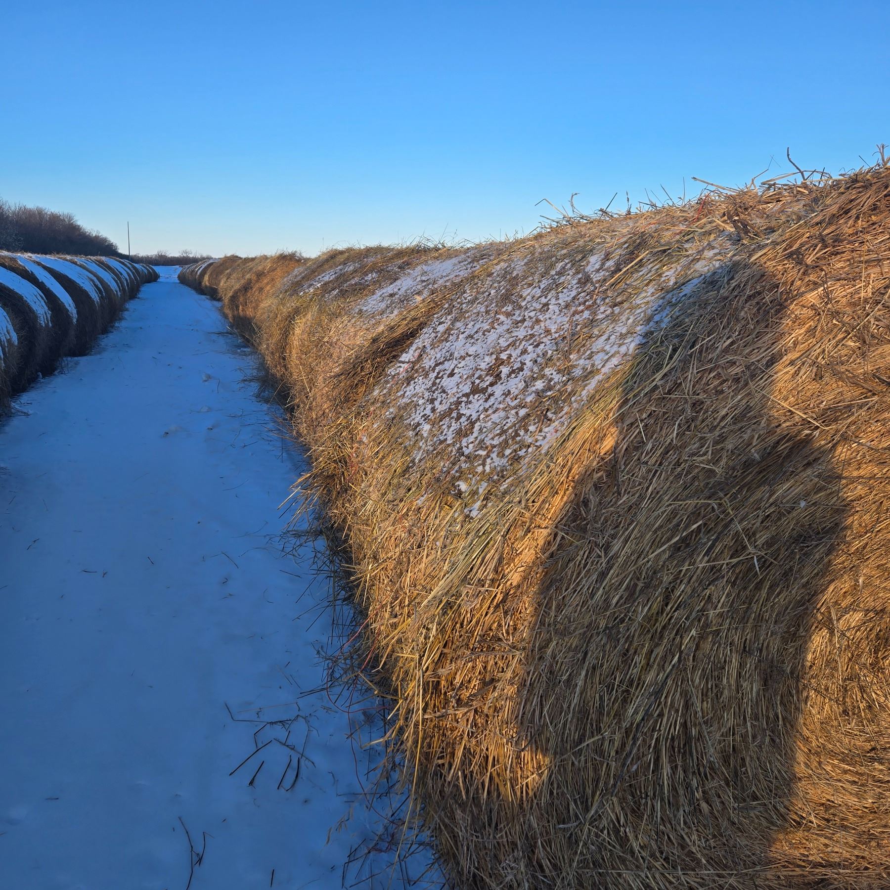 Grass Hay Bales Avg Wt 1315 lbs Pickseed Variety Please look at pictures for details - Bodnarus ...