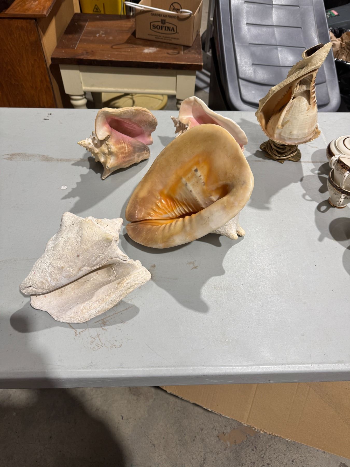 Shells and lamp