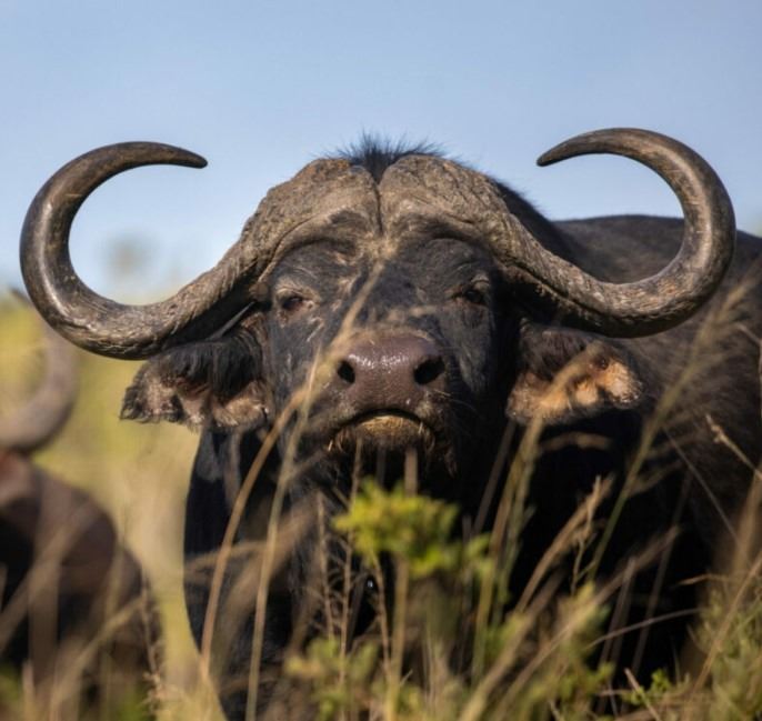 Buffalo Kloof Buffalo Hunt