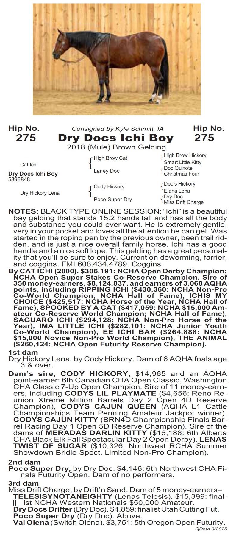 Dry Docs Ichi Bay - Northern Livestock Video Auction