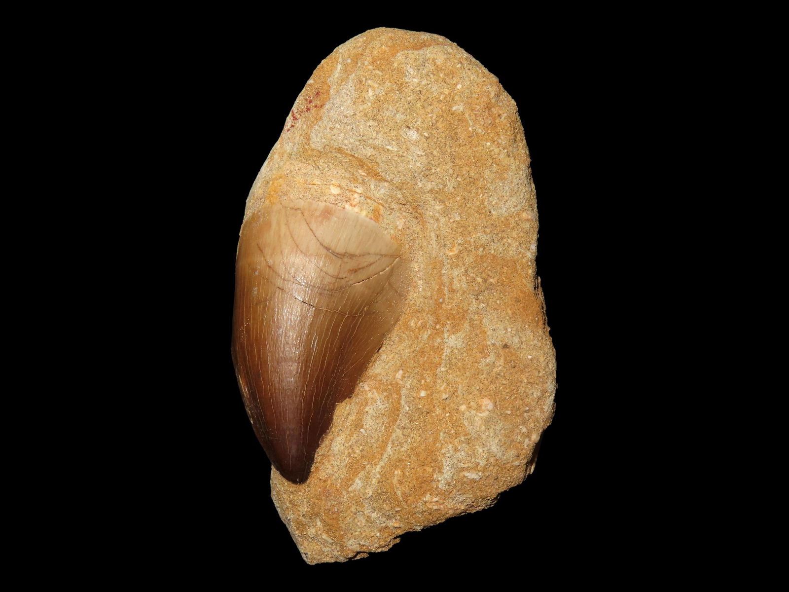 4" Mosasaurus Tooth in Matrix from Morrocco