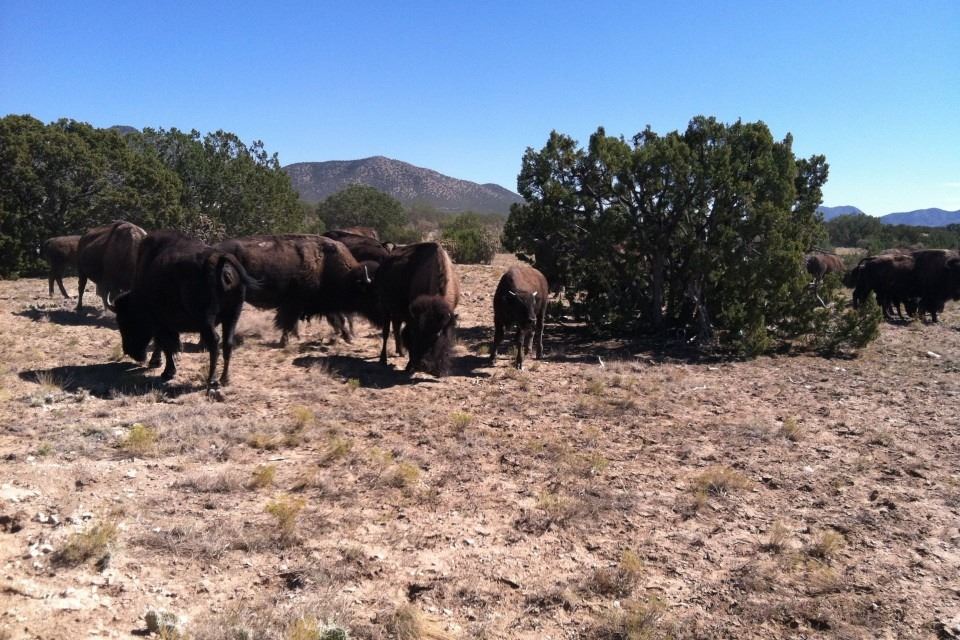 Cow Bison Hunt in New Mexico for 1 Hunter with Rancho De Chavez