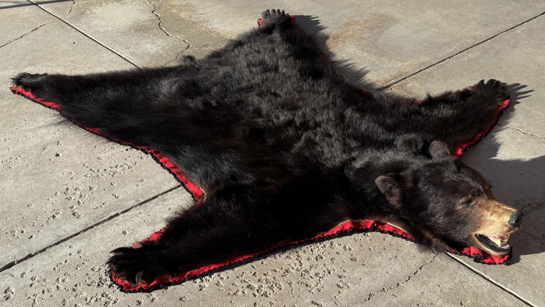 Montana Taxidermy Black Bear Rug