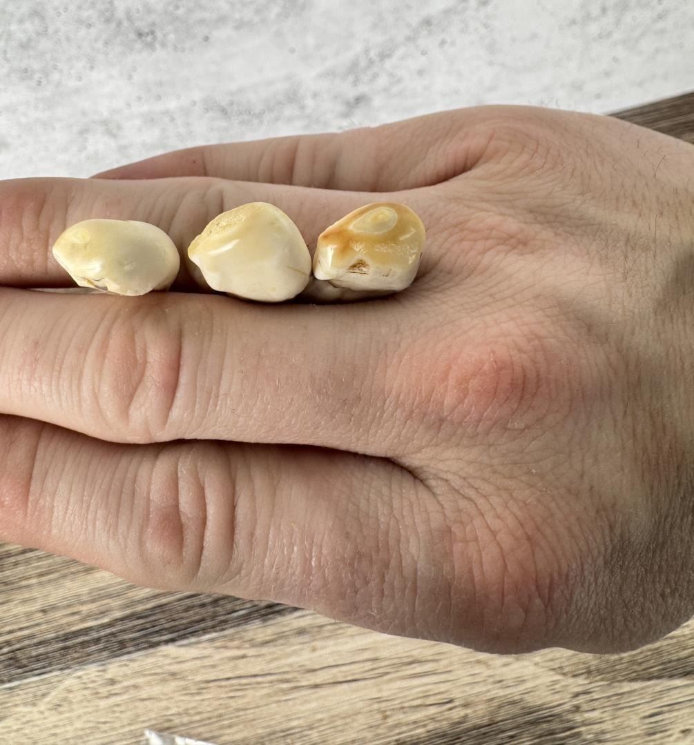 Montana Bull Elk Teeth