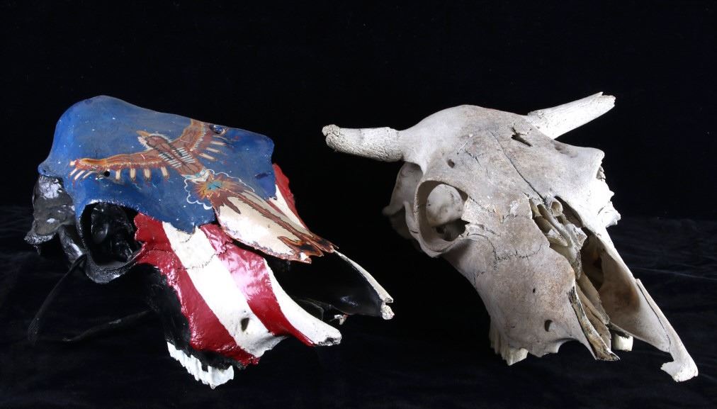 Joseph Johnson Painted Skull & Occidentalis Skull
