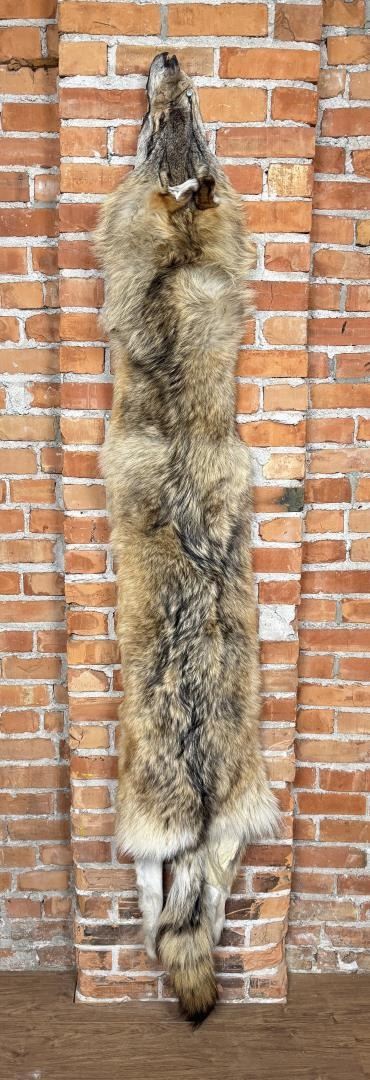 Huge Arctic Wolf Taxidermy Tanned Hide