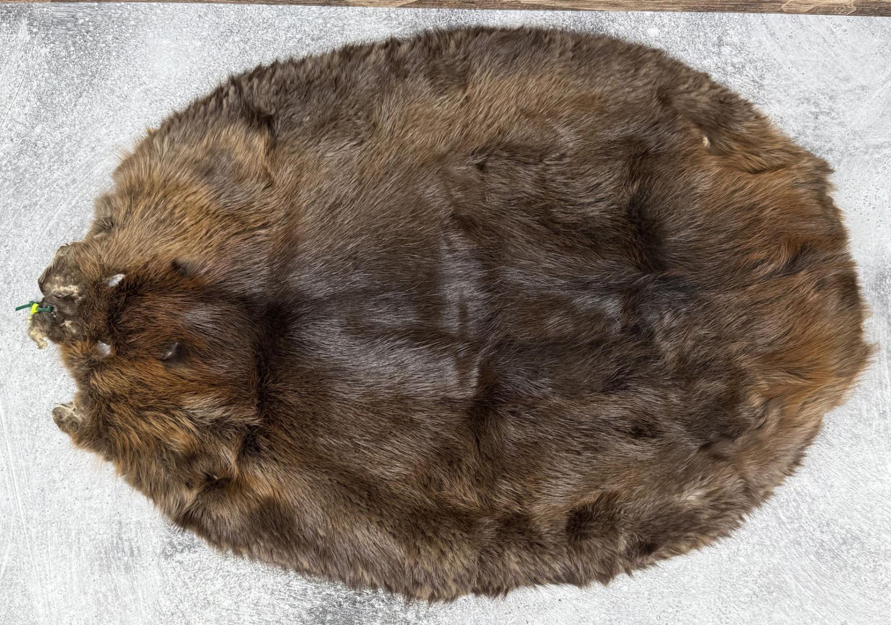 Montana Taxidermy Beaver Hide Pelt