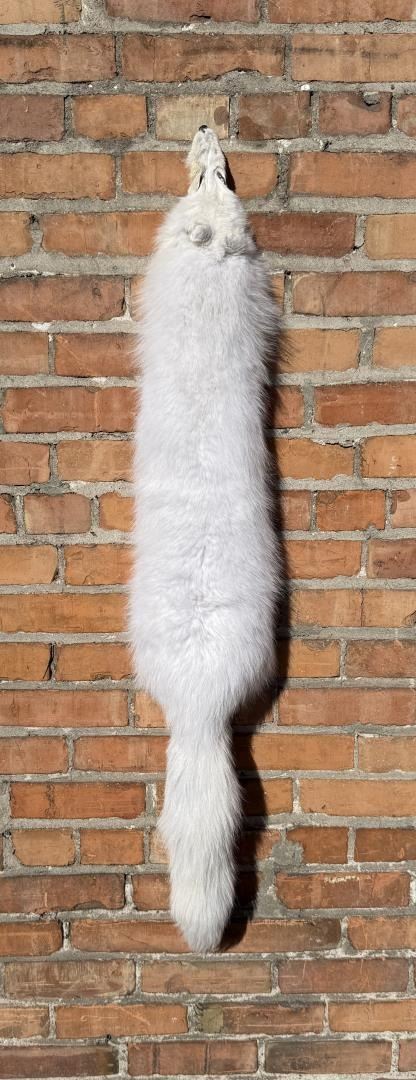 Beautiful Arctic Fox Fur Pelt Taxidermy