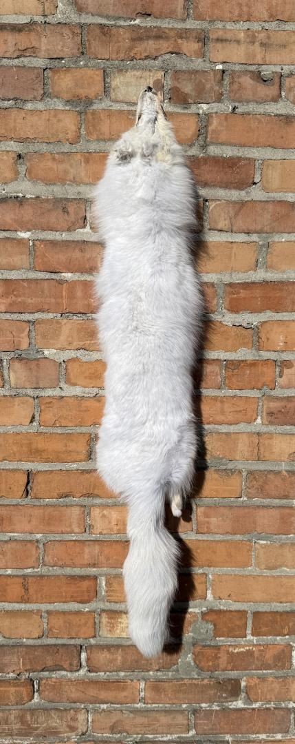 Beautiful Arctic Fox Fur Pelt Taxidermy