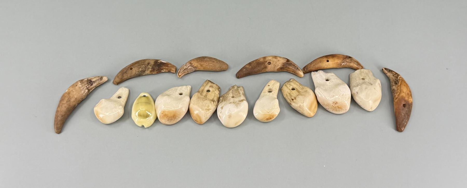 Native American Indian Montana Bull Elk Teeth