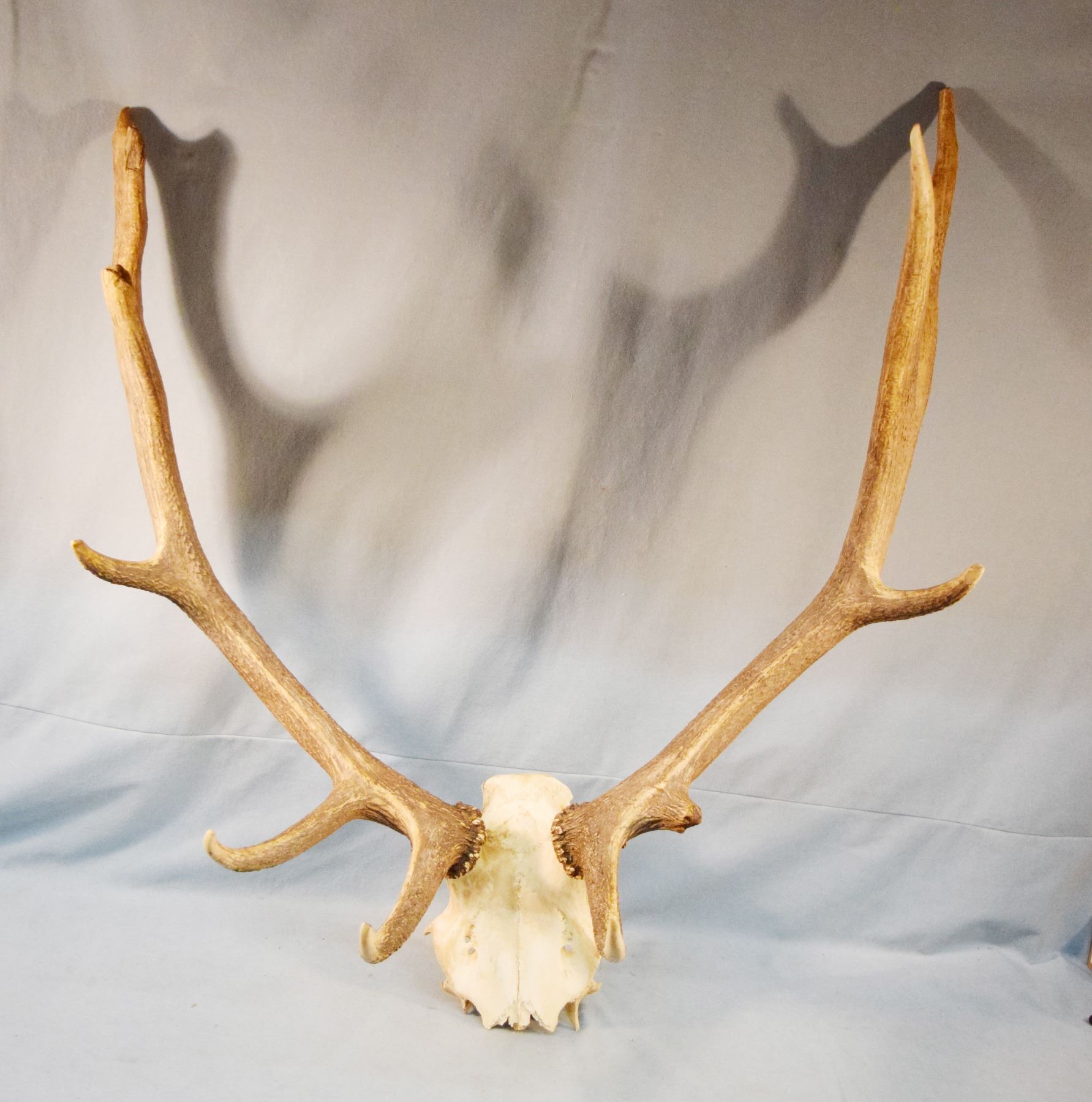 Elk antlers, European mount