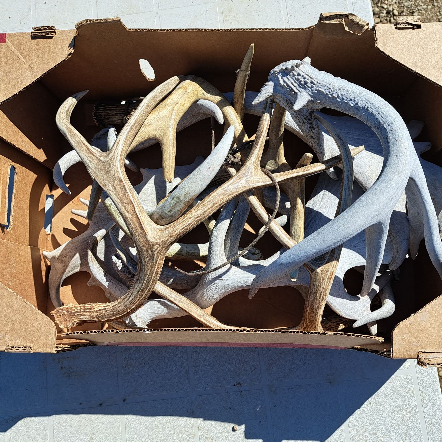 Box of antler sheds and foul deer sheds - Schmalz Auctions