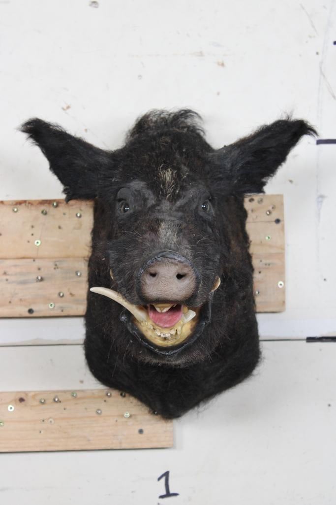 WILD HOG/BOAR Shoulder Mount