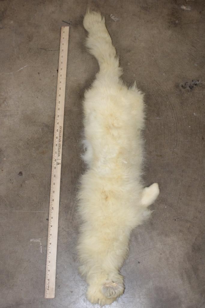 ARCTIC FOX Hide/Pelt
