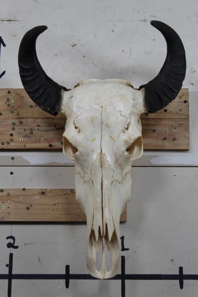 WATER BUFFALO Skull (Upper) with All the Teeth