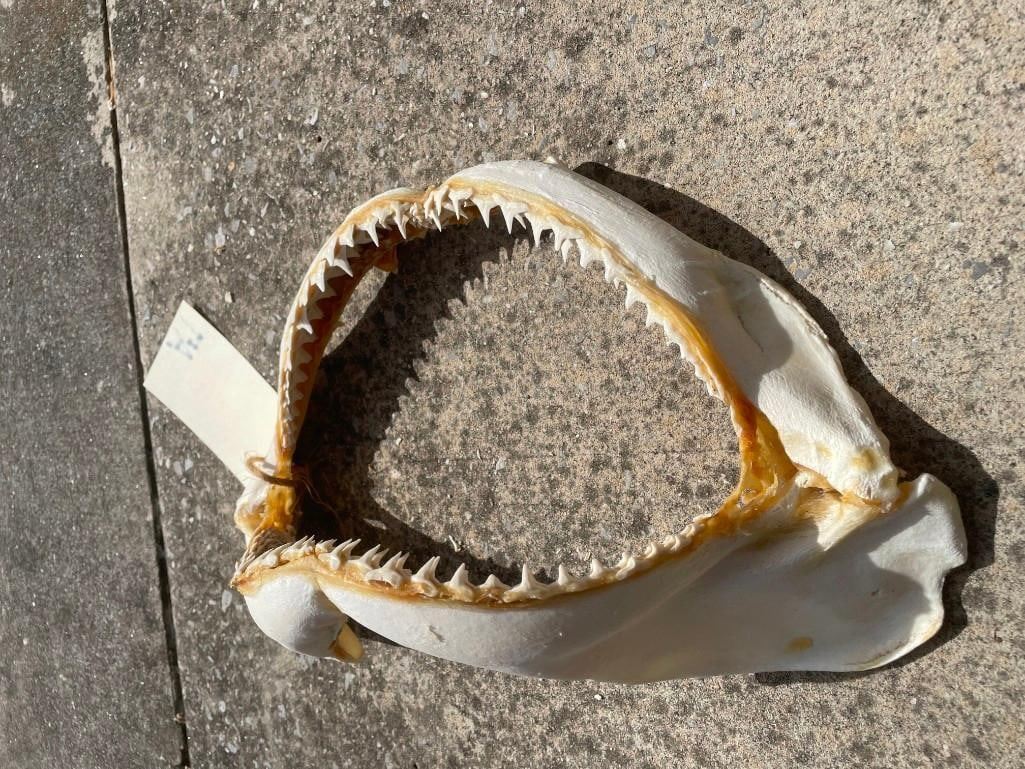 Big Set of MAKO SHARK Jaws with Rows of Razor Sharp Teeth