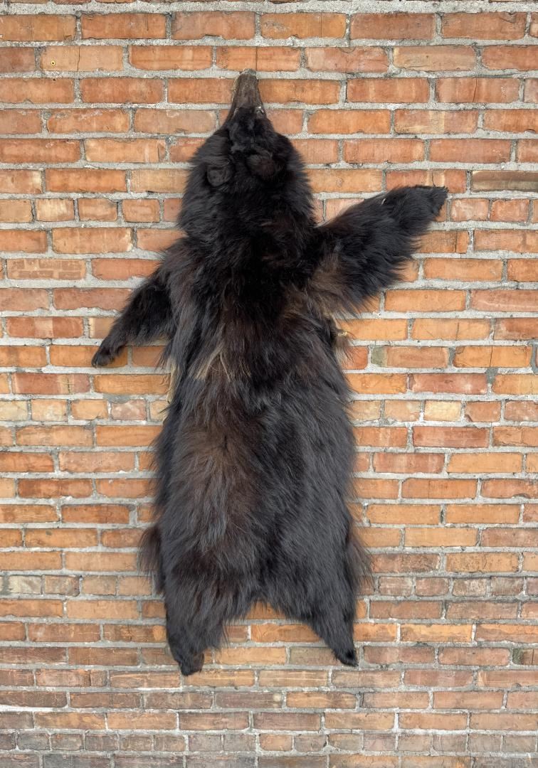 Large Idaho Taxidermy Black Bear Hide