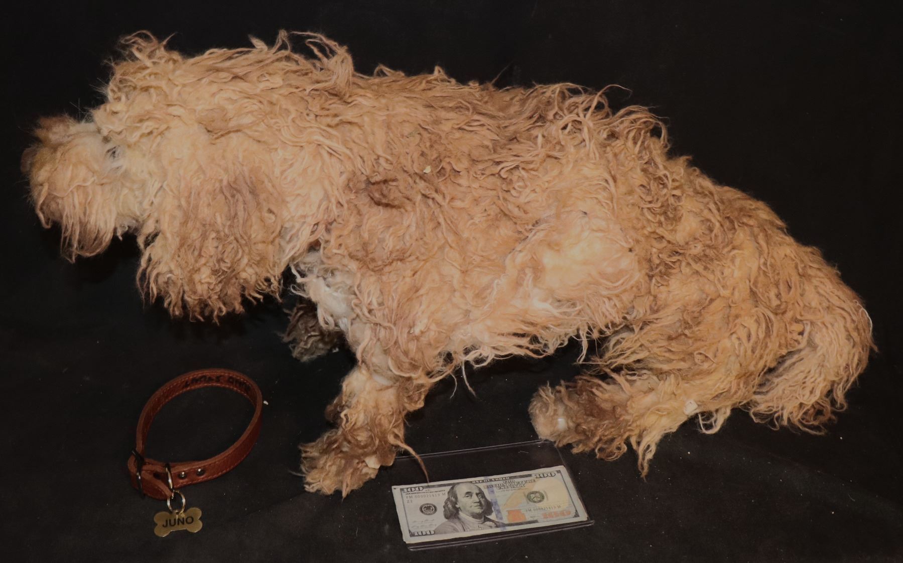 BATES MOTEL JUNO STUNT DOG WITH COLLAR SCREEN USED