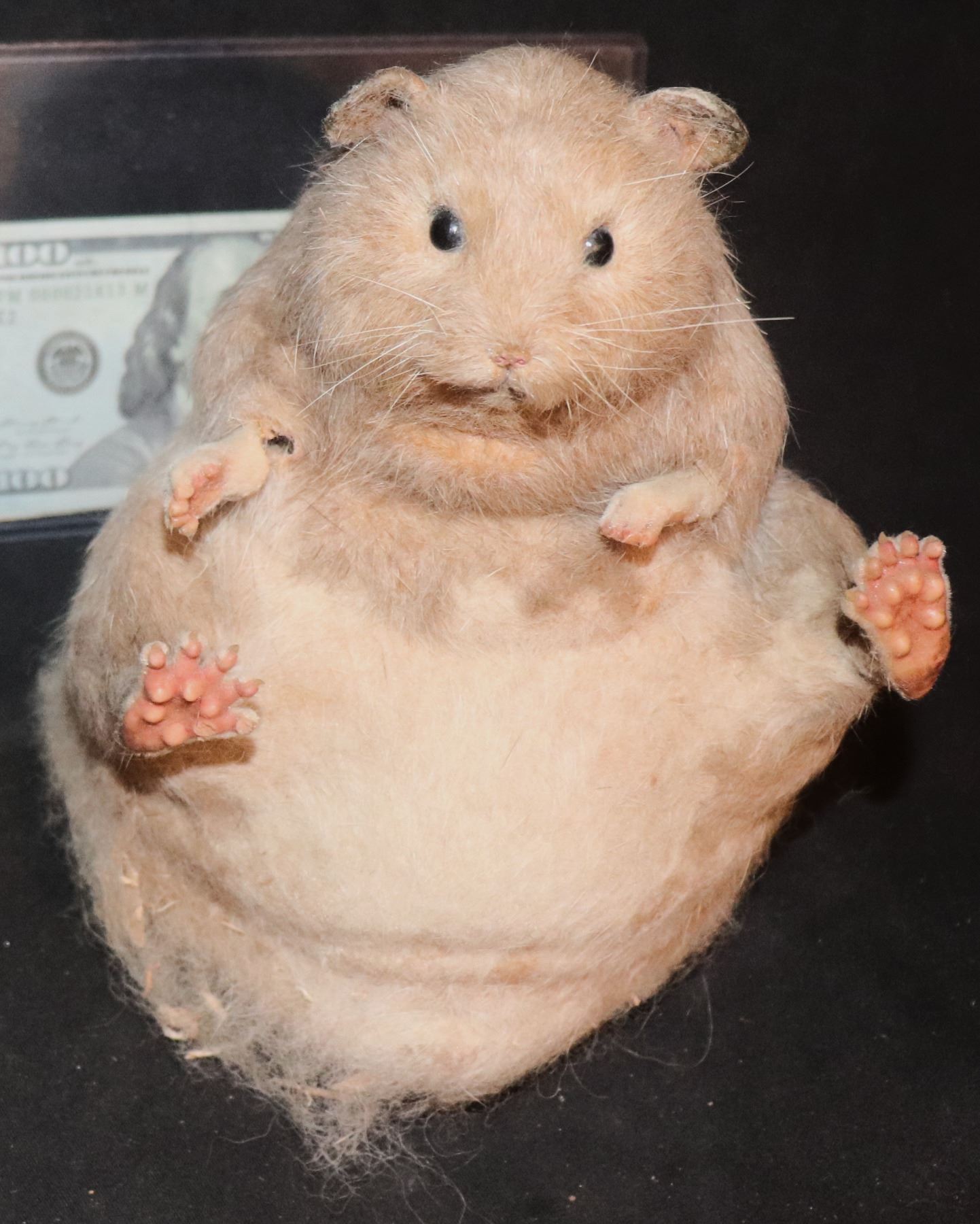 THE NUTTY PROFESSOR SHELLY THE HAMSTER PUPPET
