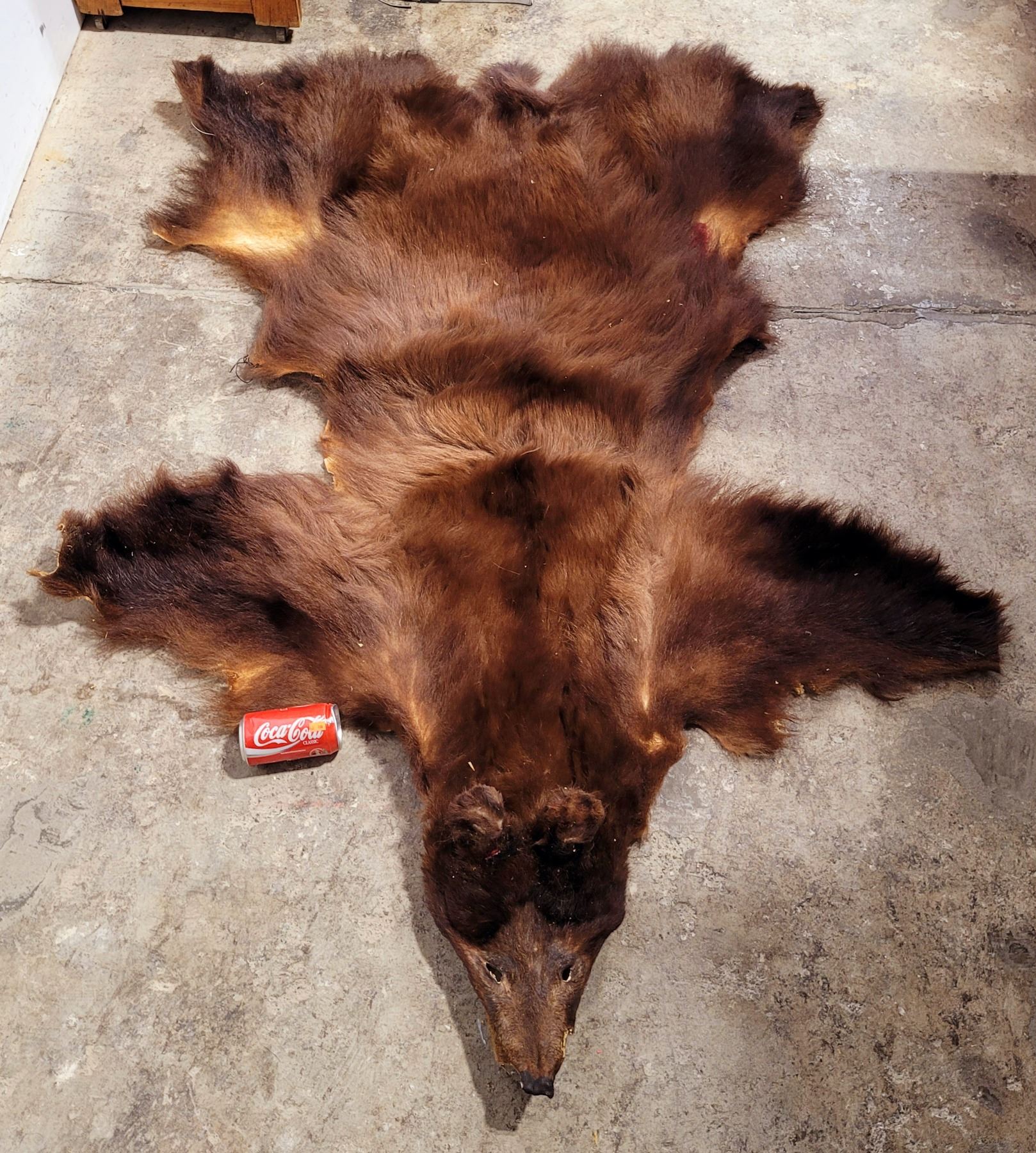 Bear Skin Rug