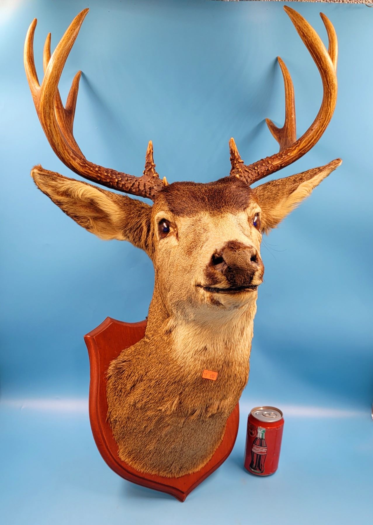 Taxidermy Deer Mount