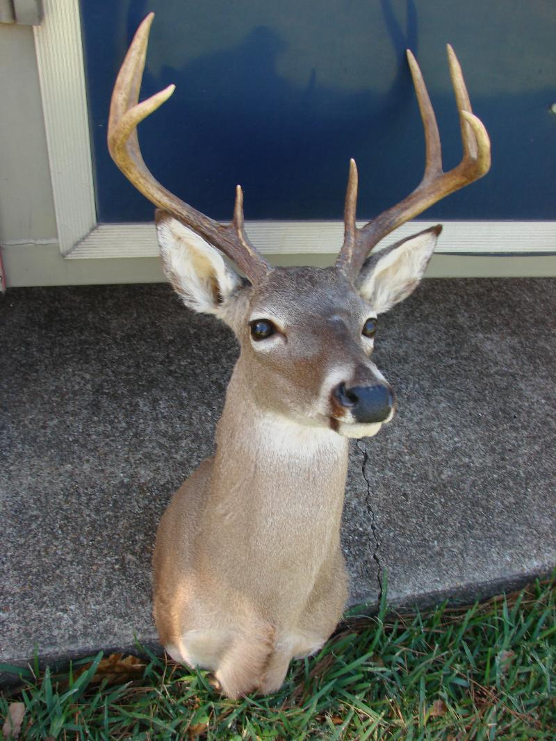 Texas Deer Shoulder Mount