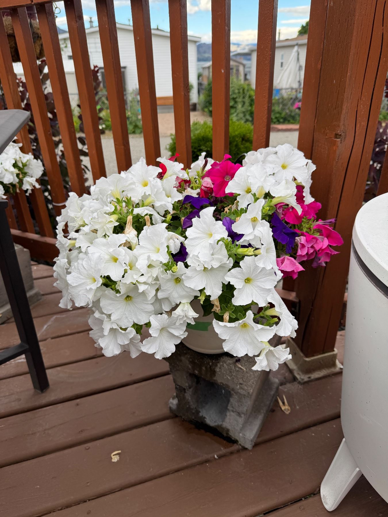 live flowers