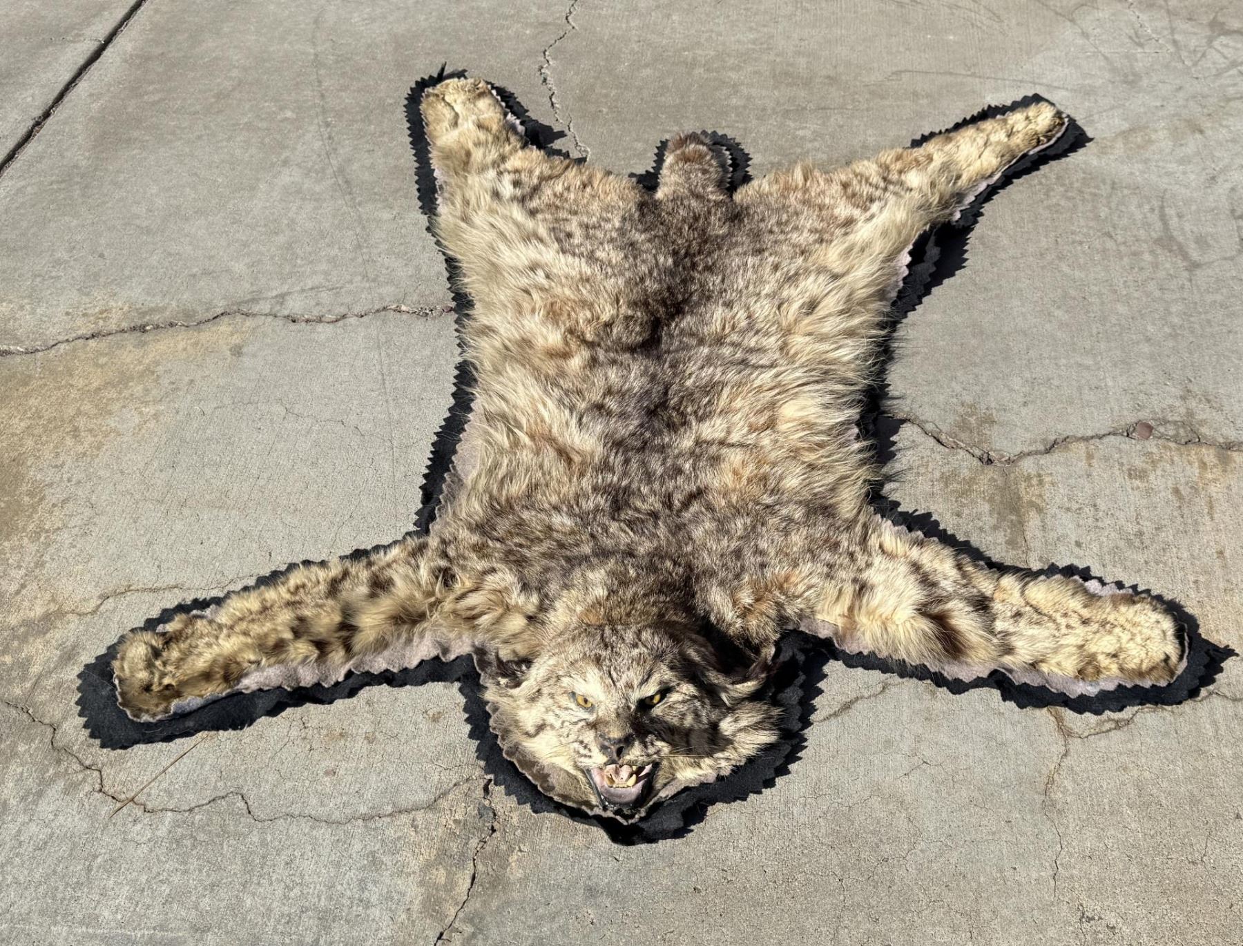 Montana Taxidermy Bobcat Rug