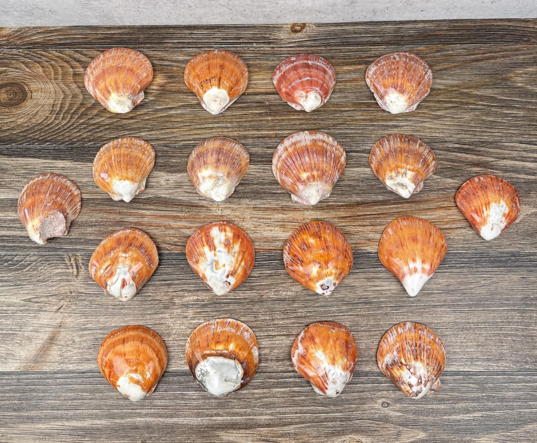 Group Of Polished Spiny Oyster Shells