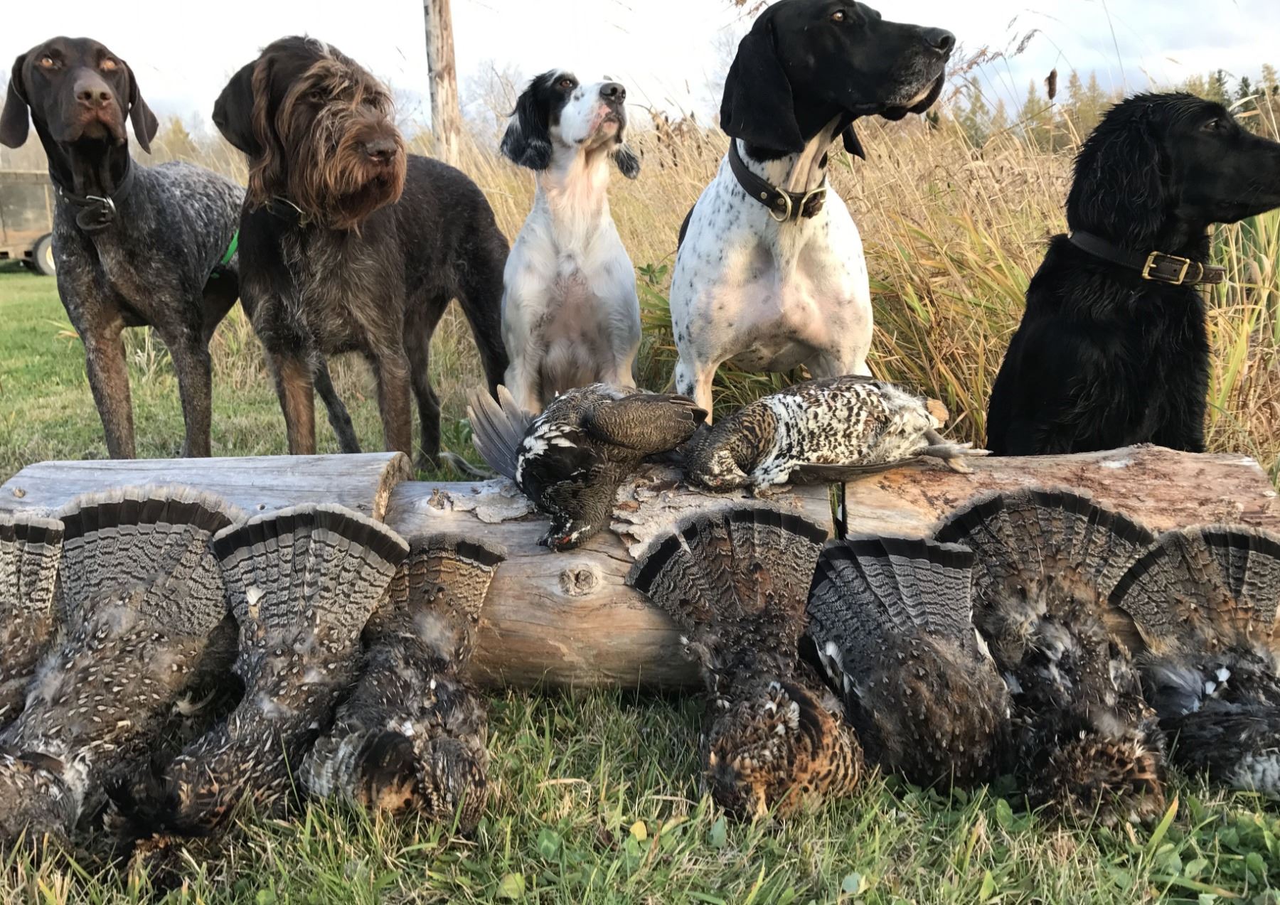 ONTARIO UPLAND GROUSE HUNT OVER POINTING DOGS FOR 1 HUNTER - $2,000