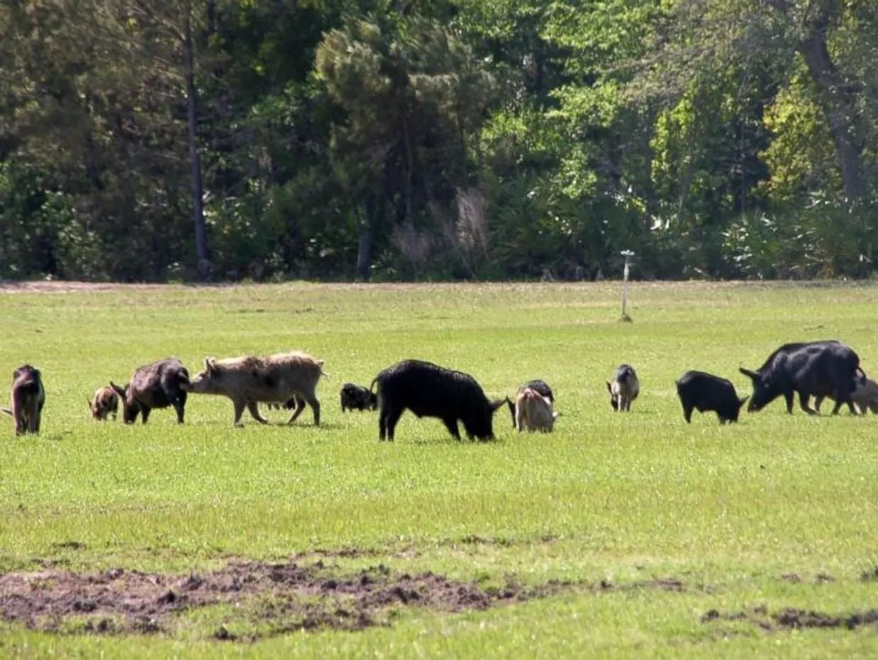 3 DAYS FULLY GUIDED TEXAS HOG HUNT FOR ONE HUNTER (MUST BRING FULLY ...